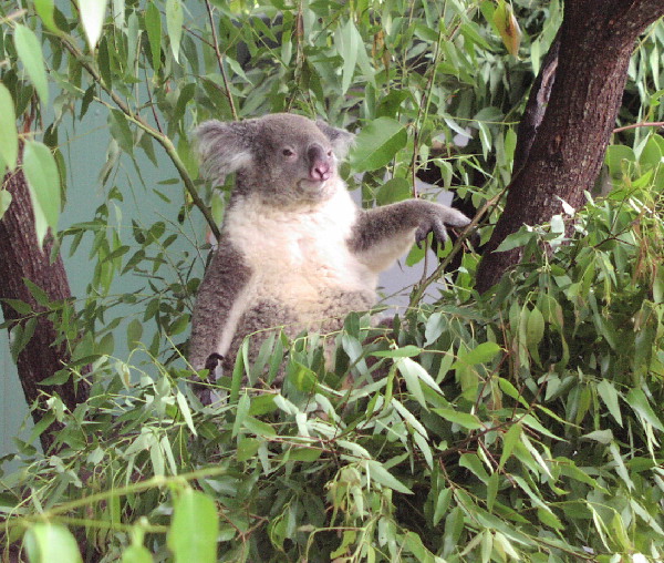I am the cutest of all Australian animals.