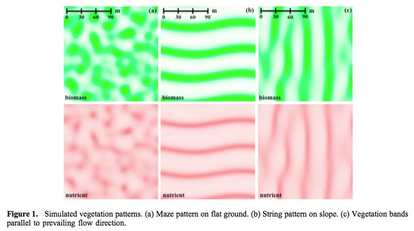 Wetland Patterns